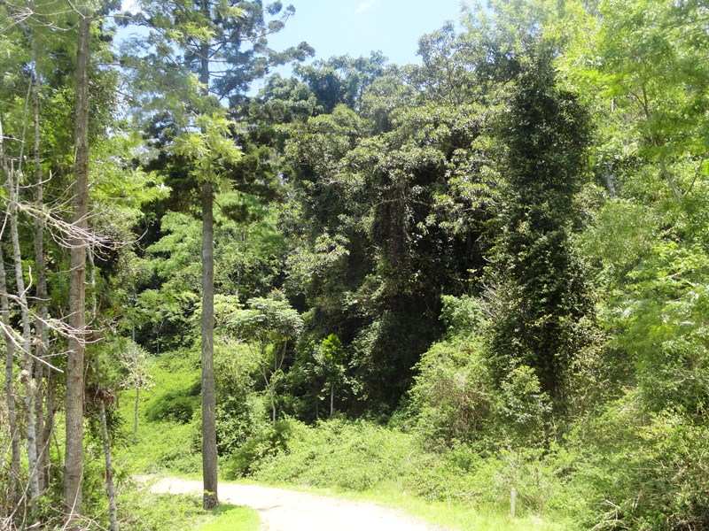 450 Sykes Gap Rd, Upper Tooloom, NSW, 2475 - Rural Sold on 22 03 2021 ...